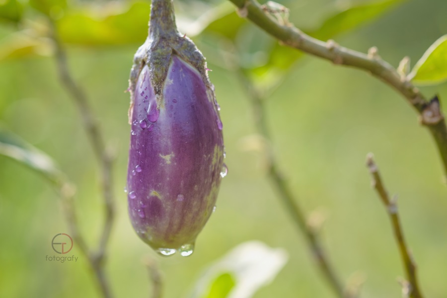 Brinjal - Foodpaths in Auroville
